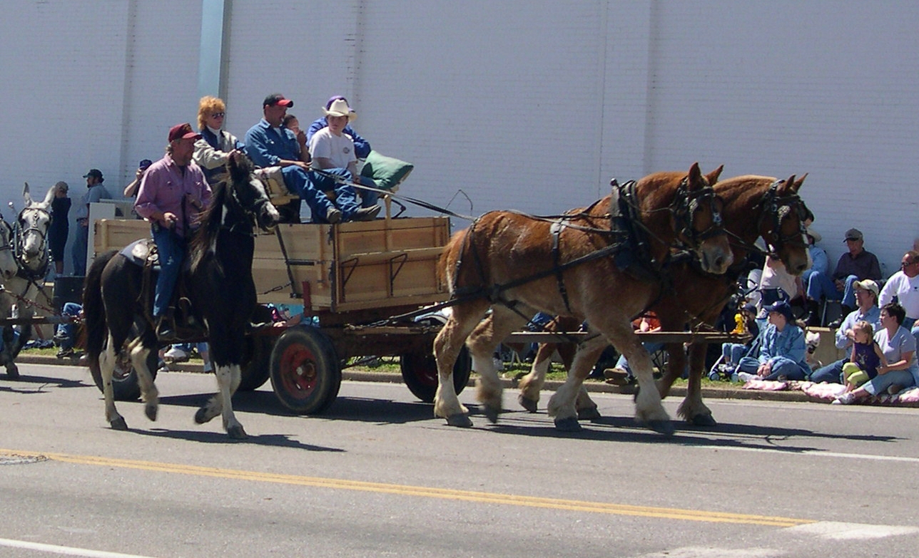 Mule Day | Humor Columnist Blog